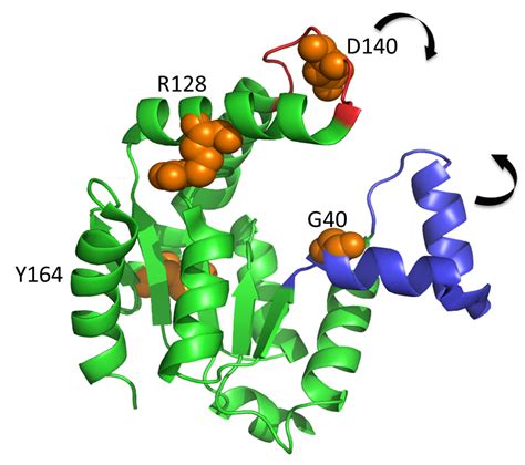 Single Molecule Protein Dynamics The Haran Group