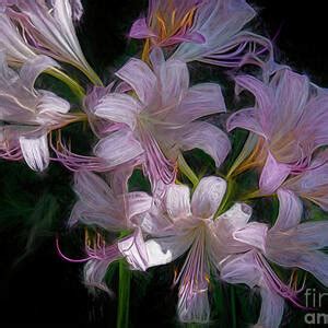 Naked Lady Photograph By Randy Waln Fine Art America