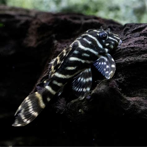 Hypancistrus Debillittera L129 Colombian Zebra M L Colombie