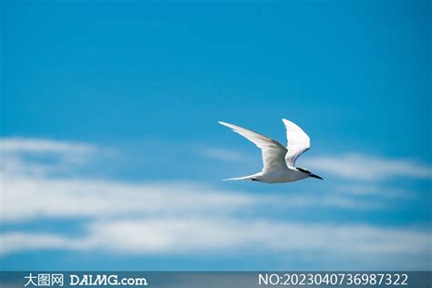 在空中展开双翼翱翔的黑枕燕鸥图片 大图网图片素材