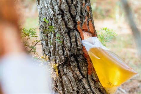 What Is Tree Sap Is It Safe Enviromom