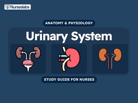 Urinary System Anatomy And Function