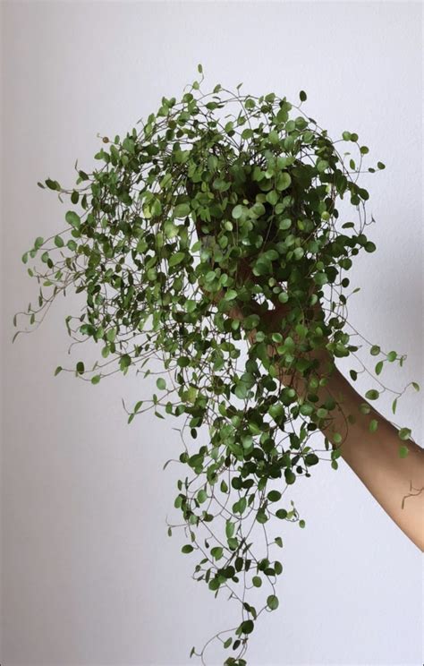 Peperomia Ruby Cascade Artofit