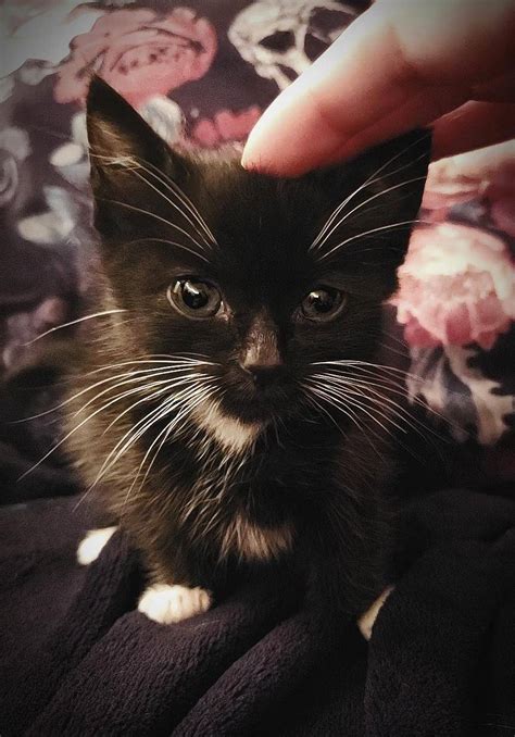 A V Smol Boi Scrolller