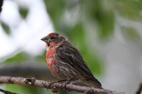 House Finch Range