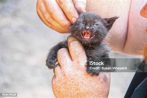 아기 새끼 고양이 입 오픈을 즐기는 그것의 귀에 의해 문질러 지는 더러운 주 근 깨 손과 붉은 관목이 무성 한 수염근접 촬영과 흐린 배경 가축에 대한 스톡 사진 및 기타