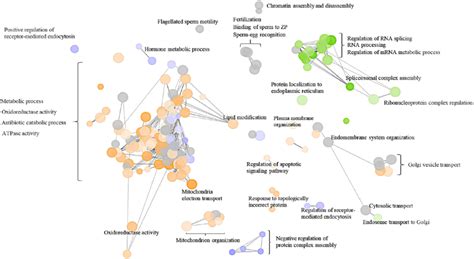 Panther Gene Ontology Go Analyses Of Proteomics Data Based On