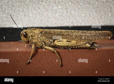 Locust From Side Close Up Brown Grasshopper Cyrtacanthacris Tatarica