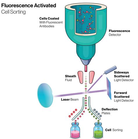 Flow Cytometry Immunologists Cells