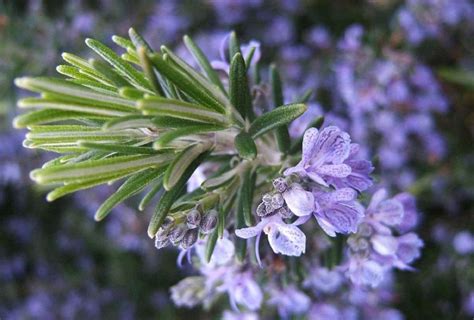 როზმარინი ჯანმრთელობა Vidal Ge