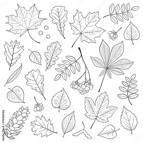 Vector Set Of Different Isolated Detailed Outline Tree Leaves Bunch Of Rowan And Pine Cone On
