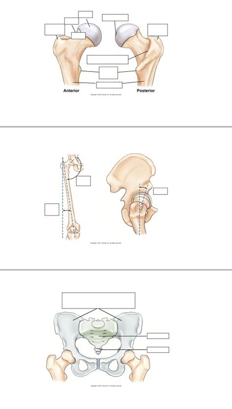 Lower Limb 8 Diagram Quizlet