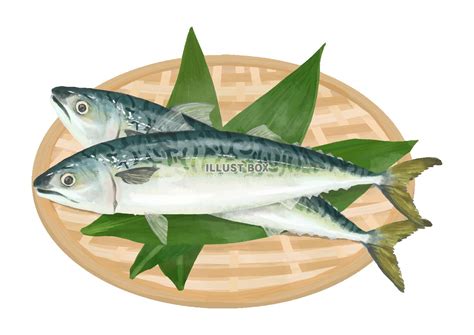 無料イラスト ザル付きの鯖 zipファイル pdf 透過png