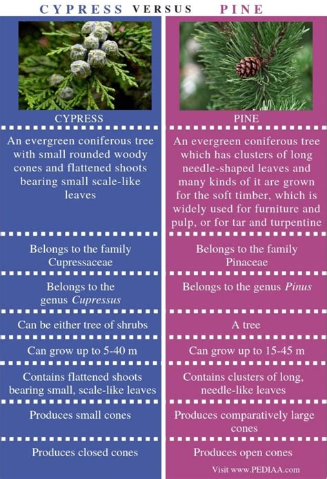 What Is The Difference Between Cypress And Pine Pediaa Com