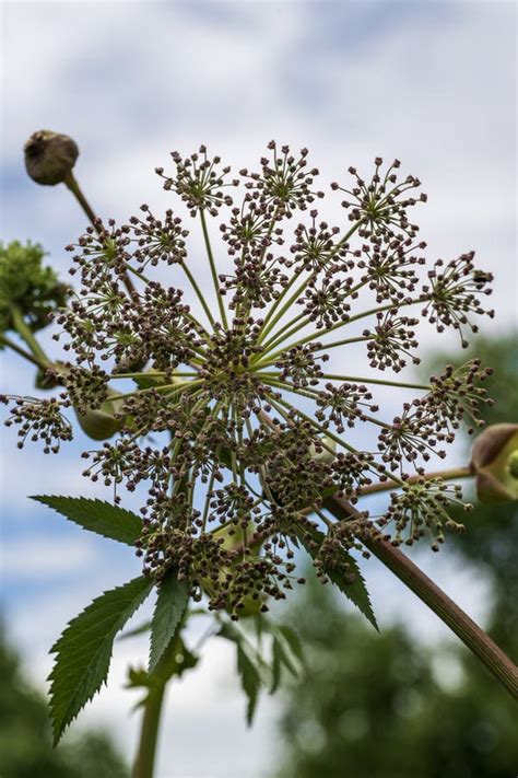 The Seeds Of A Cow Parsnip Plant Stock Image Image Of Food Parsnip