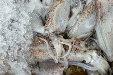 Fresh Squid Calamari Cuttlefish At Weekly Street Market 24541111 Stock