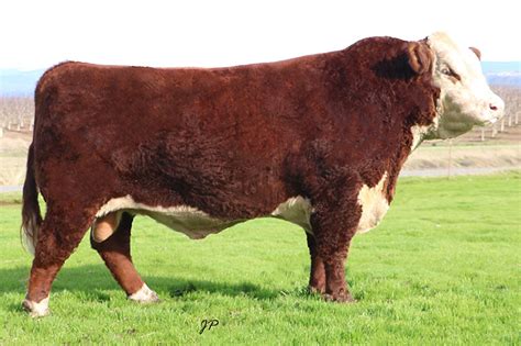 Herd Sires Lambert Ranch Herefords Herefords In Oroville California