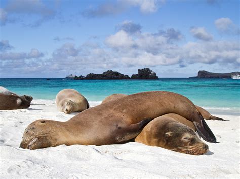 Tour Galapagos Combinado Con El Hotel Palmeras Travel Time Ecuador