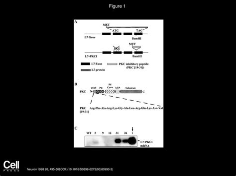 Volume Issue Pages March Ppt Download