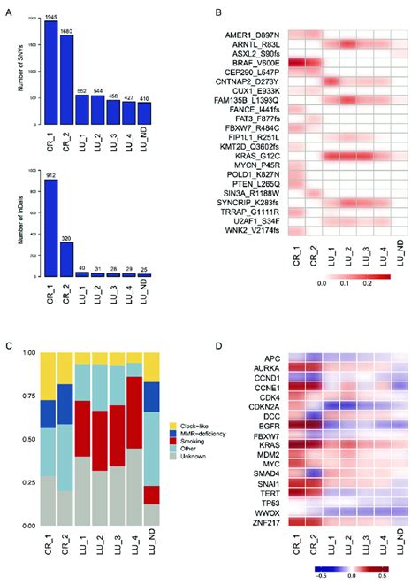 A Mutational Burdens Of Snvs And Indels Quantified By Whole Exome Download Scientific