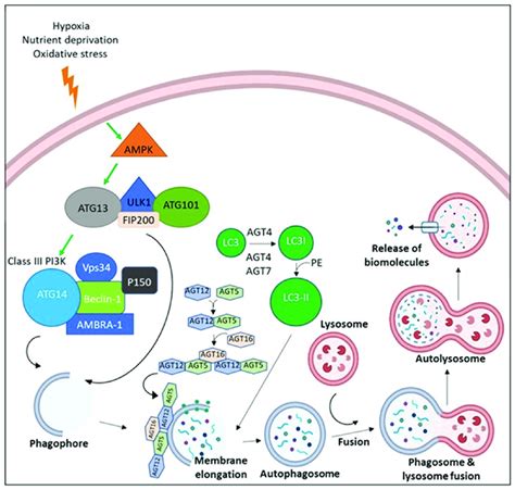 The Molecular Pathway Of Autophagy Due To The Microenvironmental Download Scientific Diagram