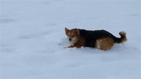 狗 雪 乐趣 Pixabay上的免费照片 Pixabay