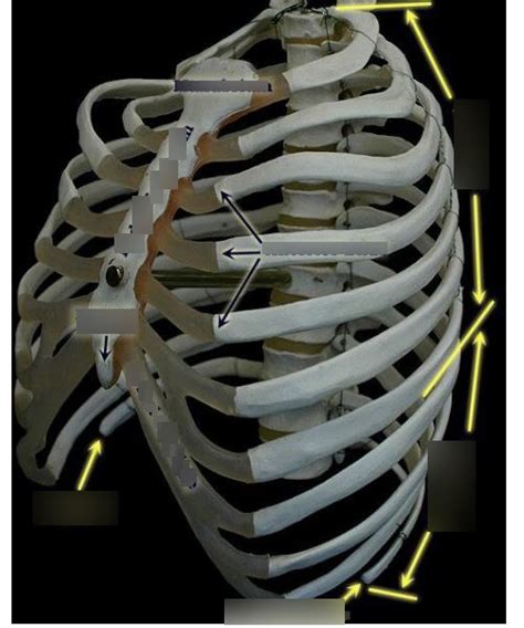 Rib Bones Diagram Quizlet