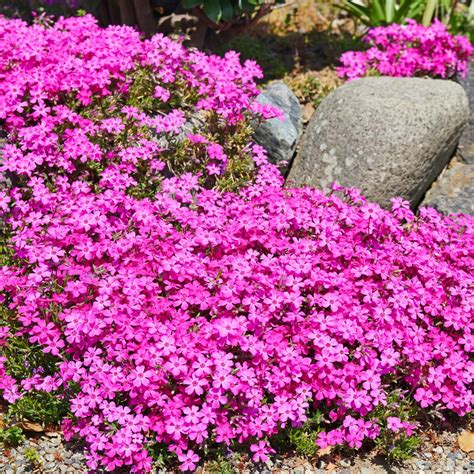 Phlox Subulata Drummonds Pink Patuxent Nursery