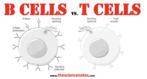 T Cells Vs B Cells A Comprehensive Guide To Their Functions Structure And Properties