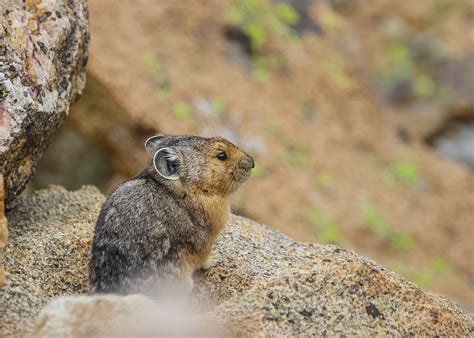 The Mighty American Pika