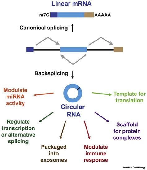 Figure 4 From Biogenesis And Functions Of Circular Rnas Come Into Focus