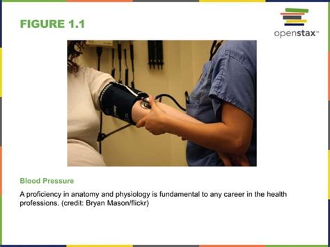 Open Stax Anatomyandphysiologych01imageslideshow Ppt