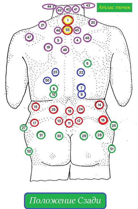 Хиджама атлас точек | Ventosaterapia, Medicina, Massagem