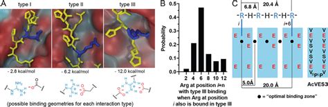 Molecular Insight Into The Id And Fiber Interaction A Potential