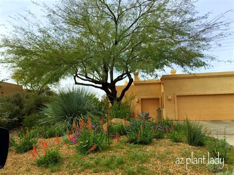 Feathery Cassia Archives Desert Gardening 101