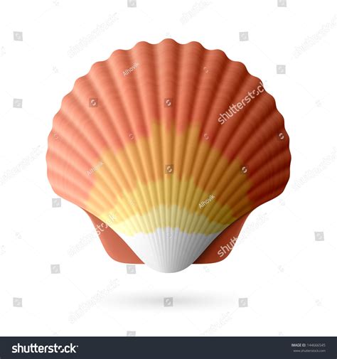 Scallop Seashell Vector 144666545 Shutterstock