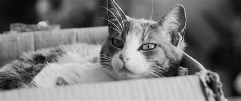 Setup Jquery On Vite Dev Community