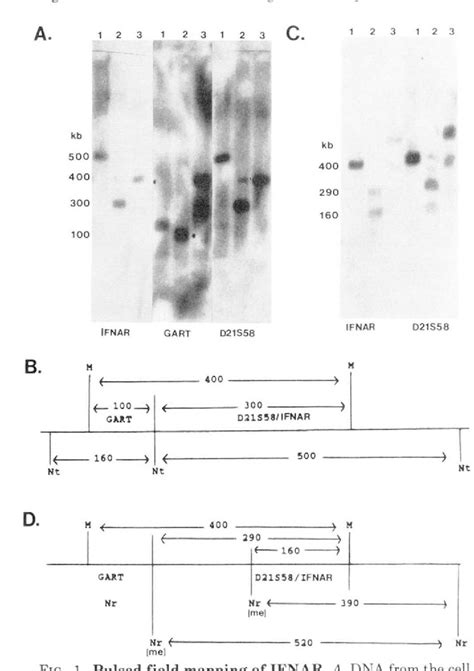 Figure 1 From The Structure Of The Human Interferon A Receptor Gene Semantic Scholar