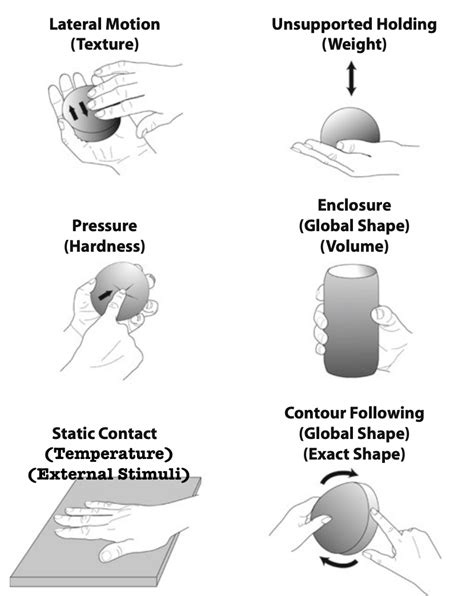 5 Six Types Of Tactile Exploratory Movements Adapted From [23