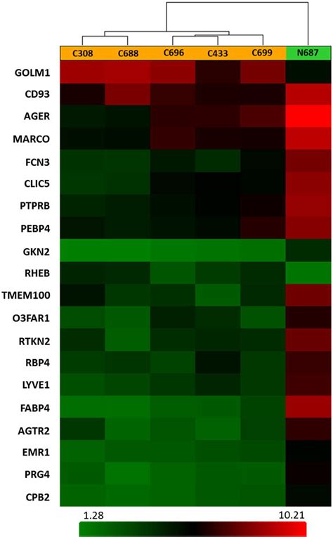 heat map showing different expression patterns of 20 top genes with