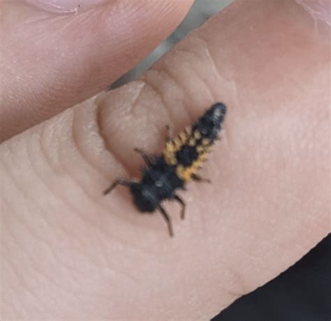 Who Is This R Whatisthisbug