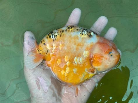 Ranchu Sakura