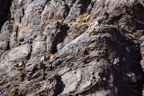 А Азжаргал Амьтад харилцан шүтэлцээтэй амьдардаг Ирвэстэй нутагт аргаль янгир чоно үнэг байдаг