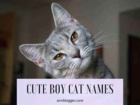 Cat Names 400 Ideas For Male And Female Ann Blogger