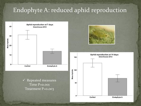 Fungal Endophytes Plant Protective Agents Against Herbivores Ppt