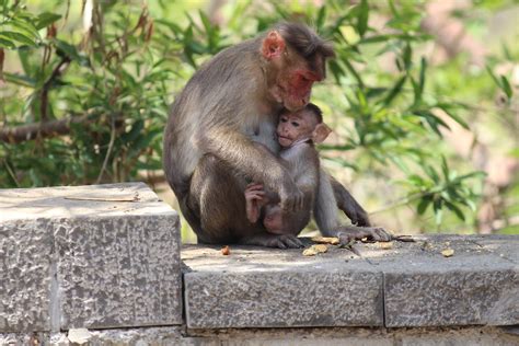 File Baby Monkey With Her Mother Wikimedia Commons