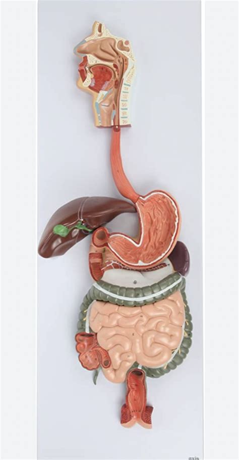 Bio 212 Unit 1 Activity Two Digestive System Diagram Quizlet
