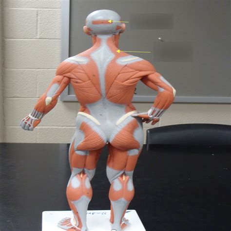 A P Lab Test Diagram Diagram Quizlet