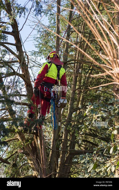 Tree Climber In The Sunlight Cutting Down A Tree Stock Photo Alamy