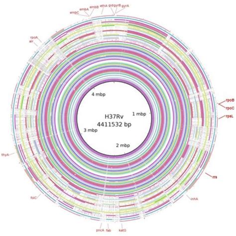 Phylogenetic Analysis Upgma Tree Of 65 Sequenced Genomes Using Snp Download Scientific